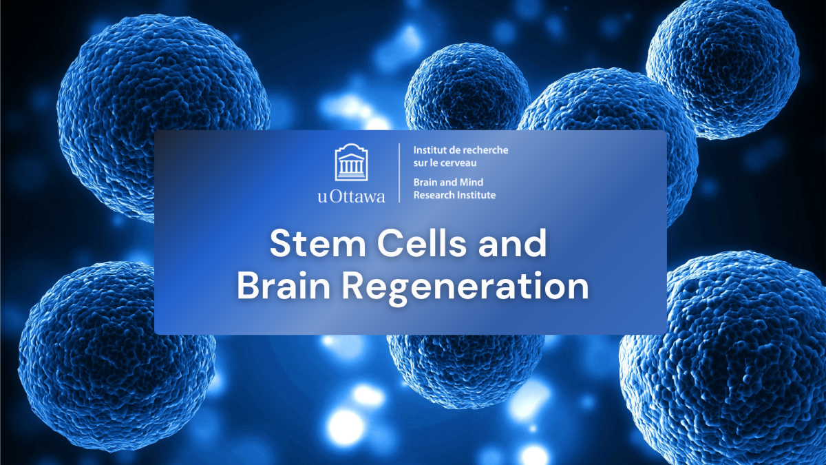 Stem Cells and Brain Regeneration | Research and innovation