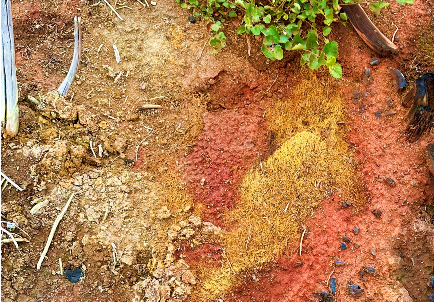 Investigating the fate and effects of emerging contaminants in a ...